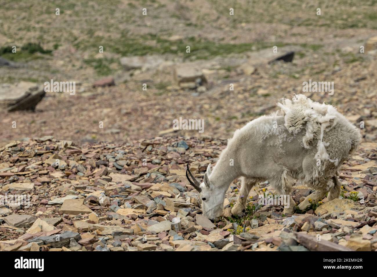 Shaggy Coat On Mountain Goat Works Its Way Free Throughout The Summer ...