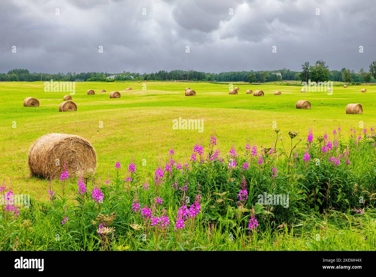 Fireweed grows along farm field with rolled hay; near Palmer; Alaska ...