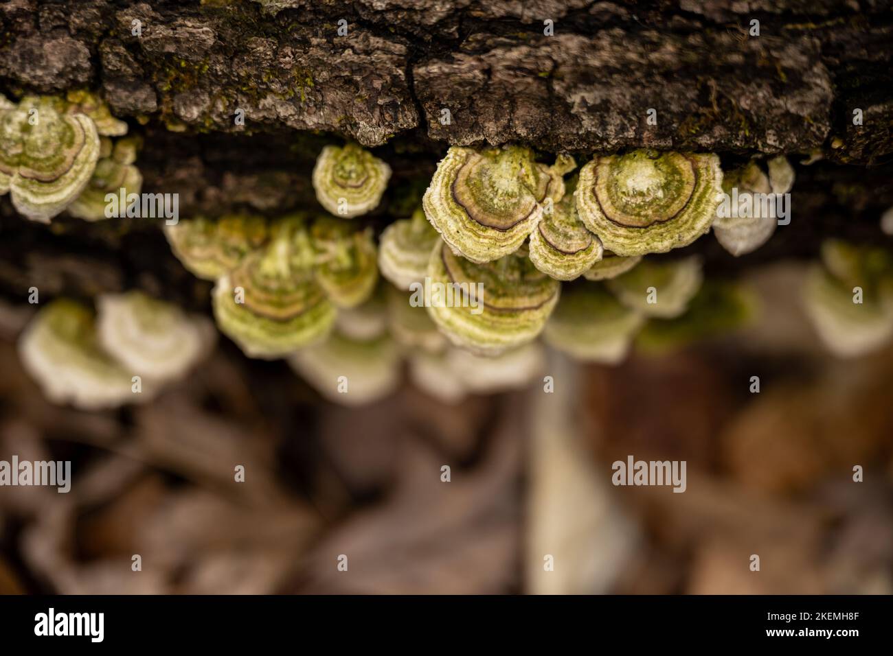 Cave fungi hi-res stock photography and images - Alamy
