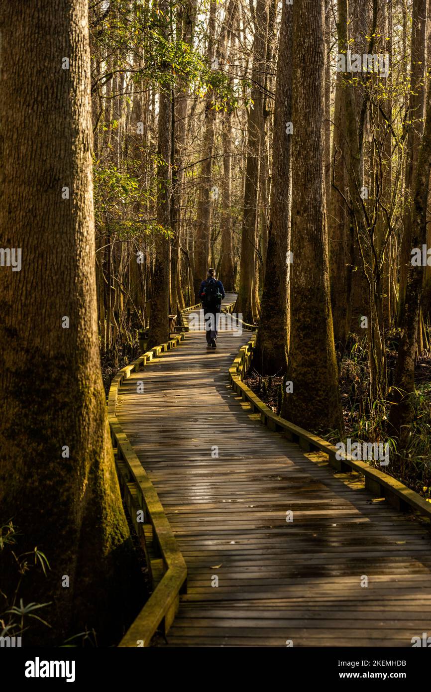Empty wooden pathway over marsh hi-res stock photography and images - Alamy