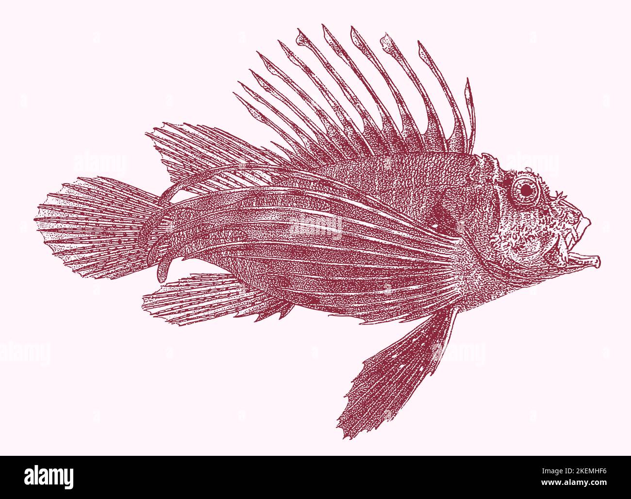 Devil lionfish pterois miles, venomous coral reef fish in side view ...