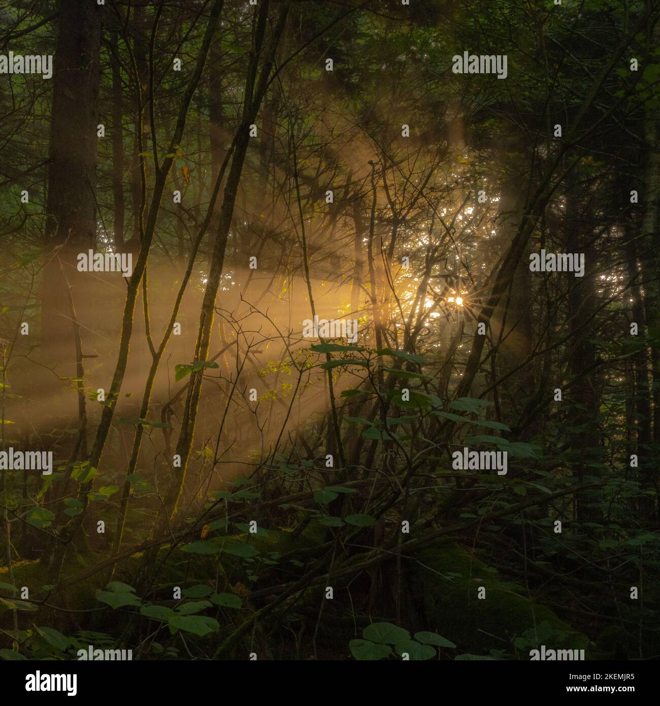 Sunburst Through Fog In Thick Forest in Great Smoky Mountains National ...