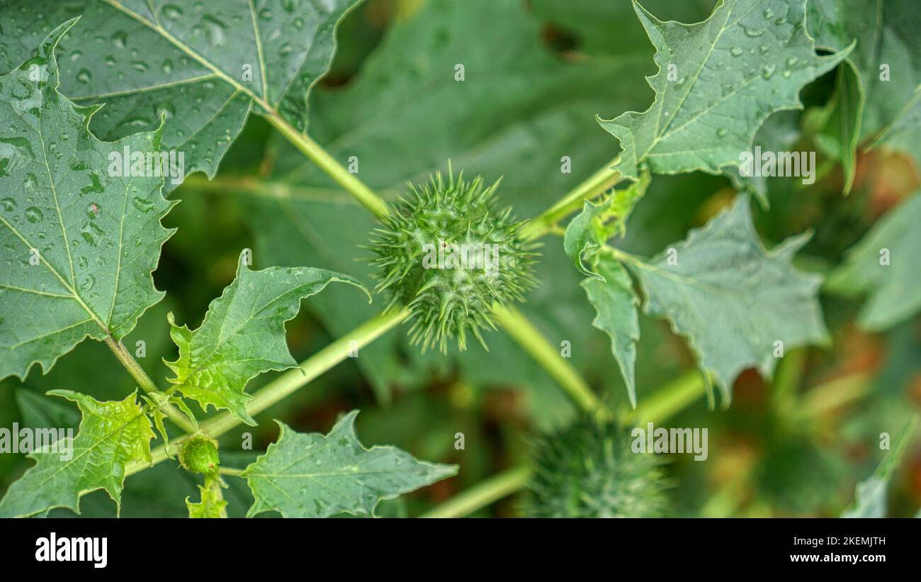 Tatula hi-res stock photography and images - Alamy