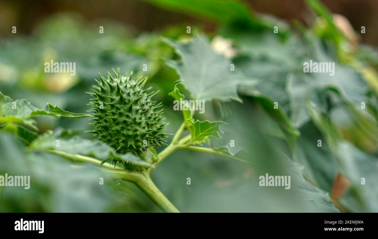 Tatula hi-res stock photography and images - Alamy