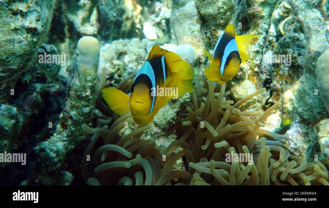 Clown fish amphiprion (Amphiprioninae). Red sea clown fish. Nemo Stock ...