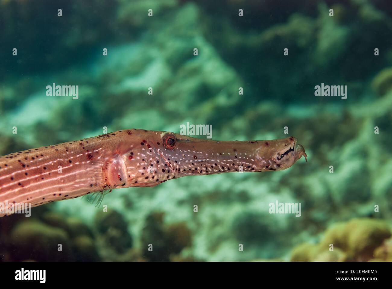 Yellow trumpetfish hi-res stock photography and images - Alamy