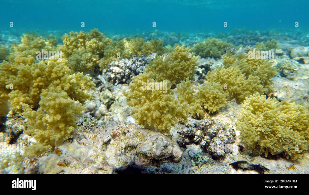 Colorful tropical fish on a coral reef, amazingly beautiful fairy world ...