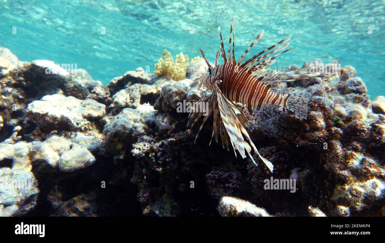 Lion Fish in the Red Sea in clear blue water hunting for food ...