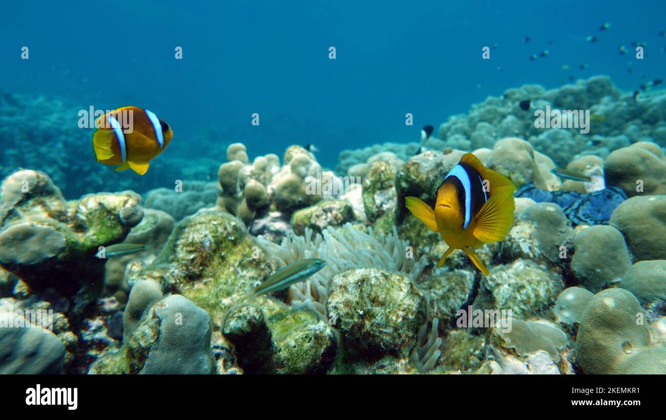 Clown fish amphiprion (Amphiprioninae). Red sea clown fish. Nemo Stock ...