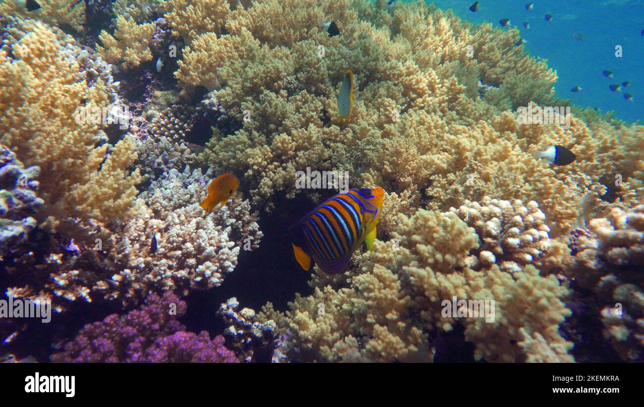 Royal angel fish hi-res stock photography and images - Alamy