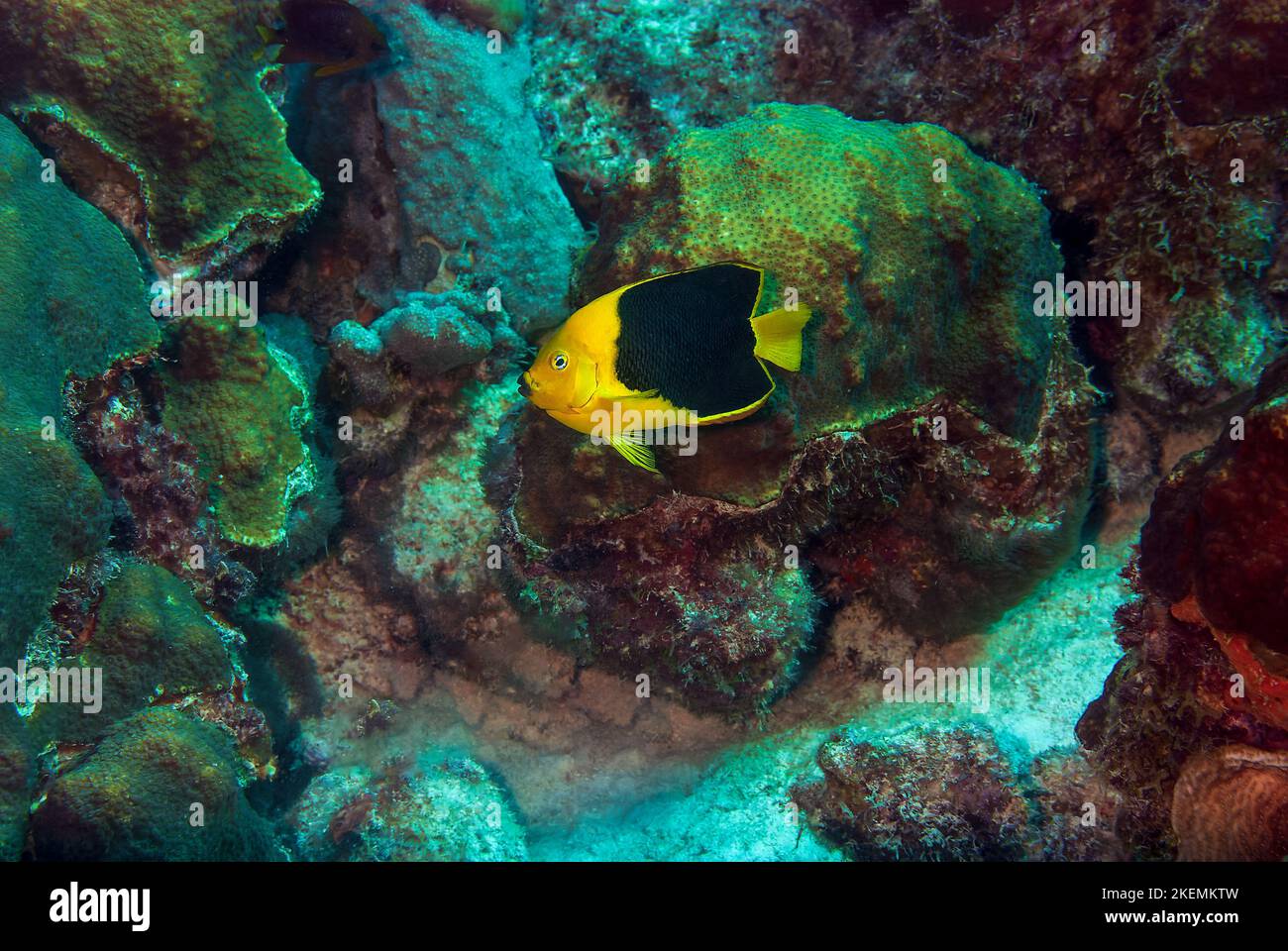 Rock beauty angelfish on coral reef at Bonaire Island in the Caribbean ...