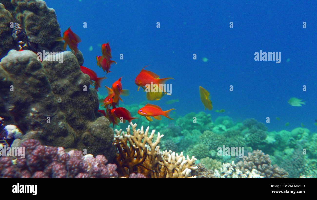 Fish - Sea Goldie. The most common antias in the Red Sea. Divers see ...