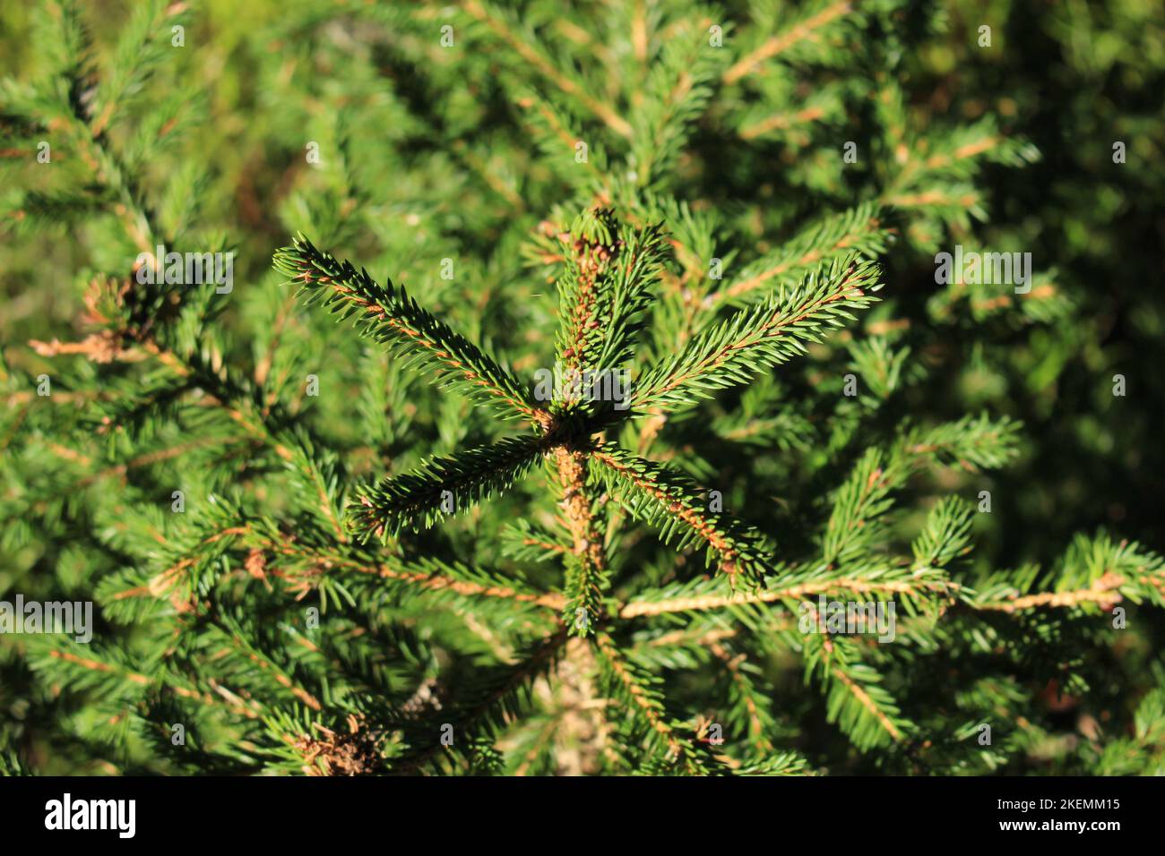 Young spruce tree top in the sun with other trees crowded in the ...