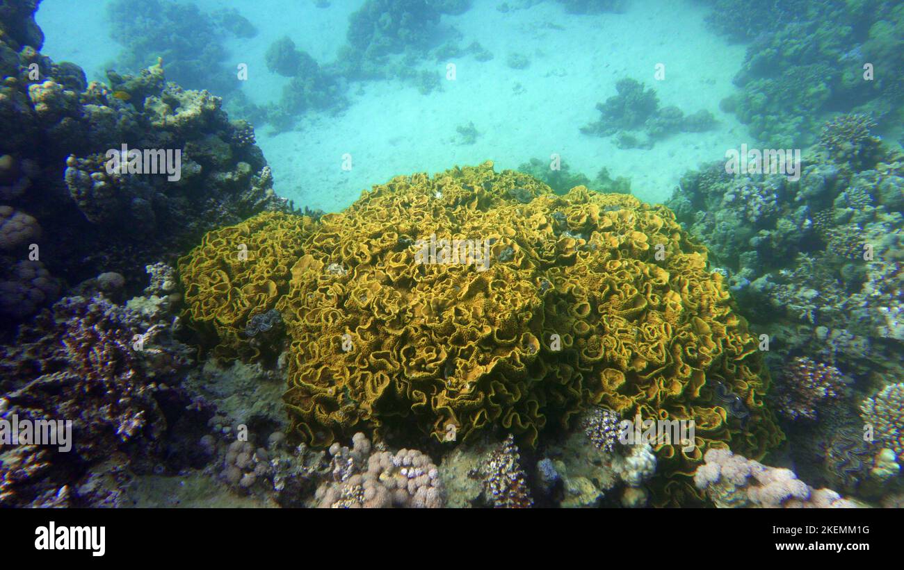 Colorful tropical fish on a coral reef, amazingly beautiful fairy world ...