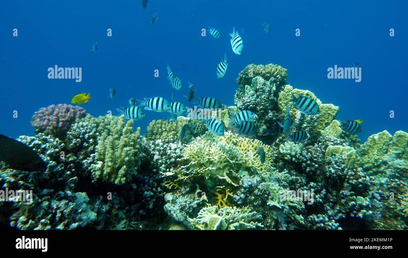 Colorful tropical fish on a coral reef, amazingly beautiful fairy world ...