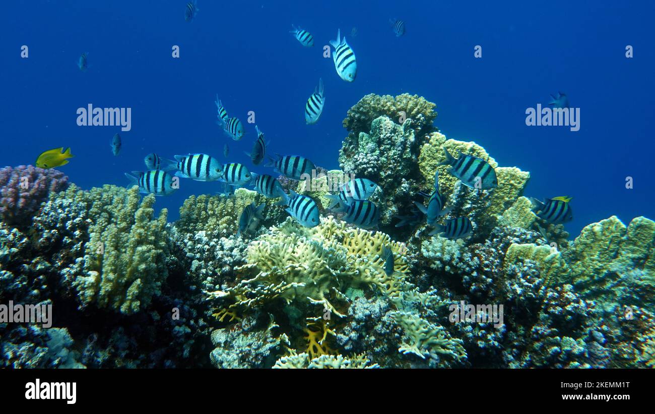 Colorful tropical fish on a coral reef, amazingly beautiful fairy world ...