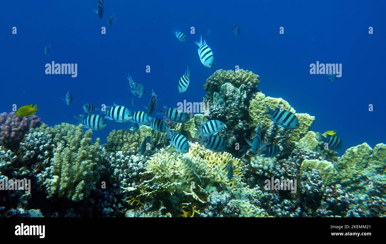 Colorful tropical fish on a coral reef, amazingly beautiful fairy world ...
