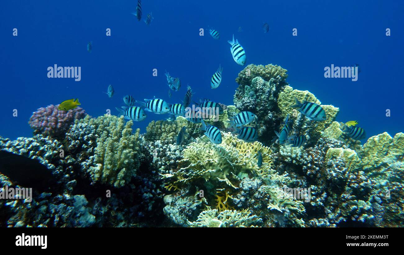 Colorful tropical fish on a coral reef, amazingly beautiful fairy world ...