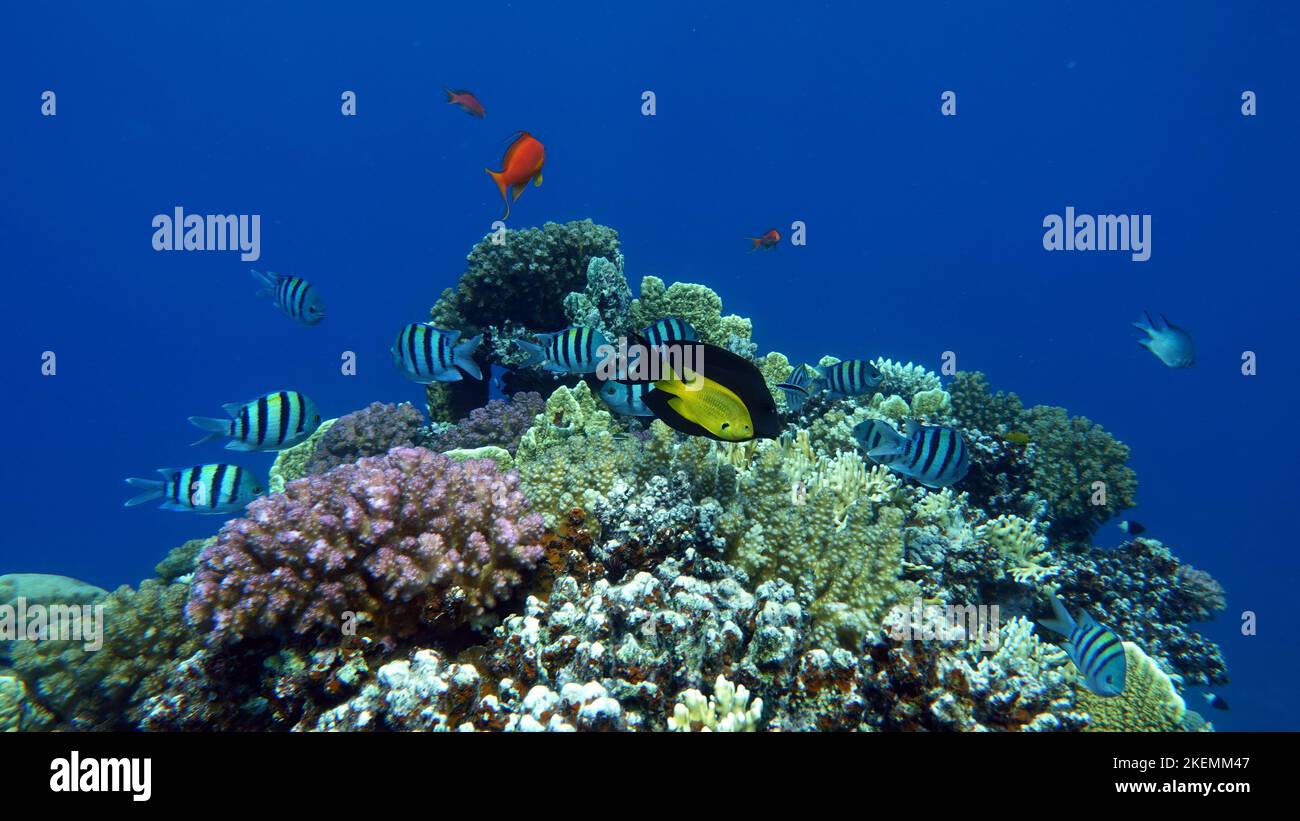 Colorful tropical fish on a coral reef, amazingly beautiful fairy world ...