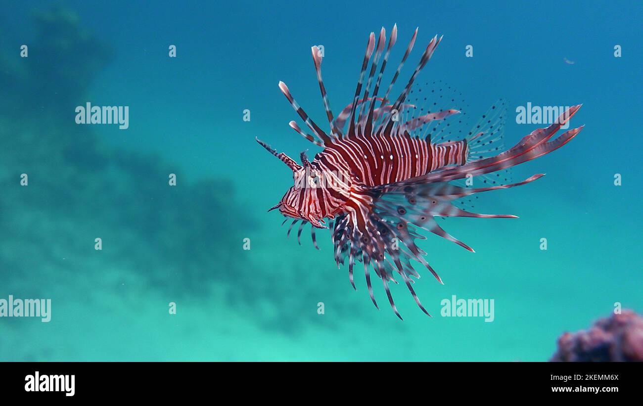 Lion Fish in the Red Sea in clear blue water hunting for food ...