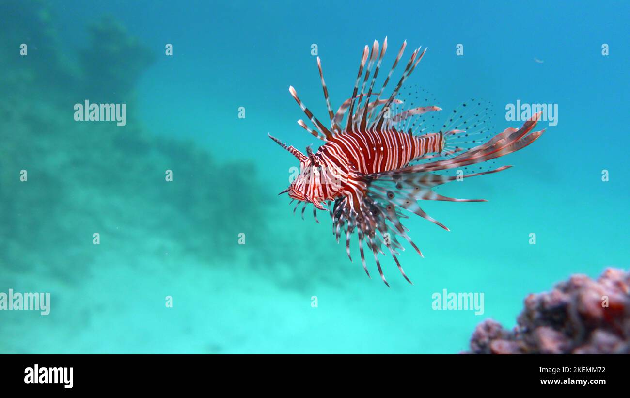 Lion Fish in the Red Sea in clear blue water hunting for food ...