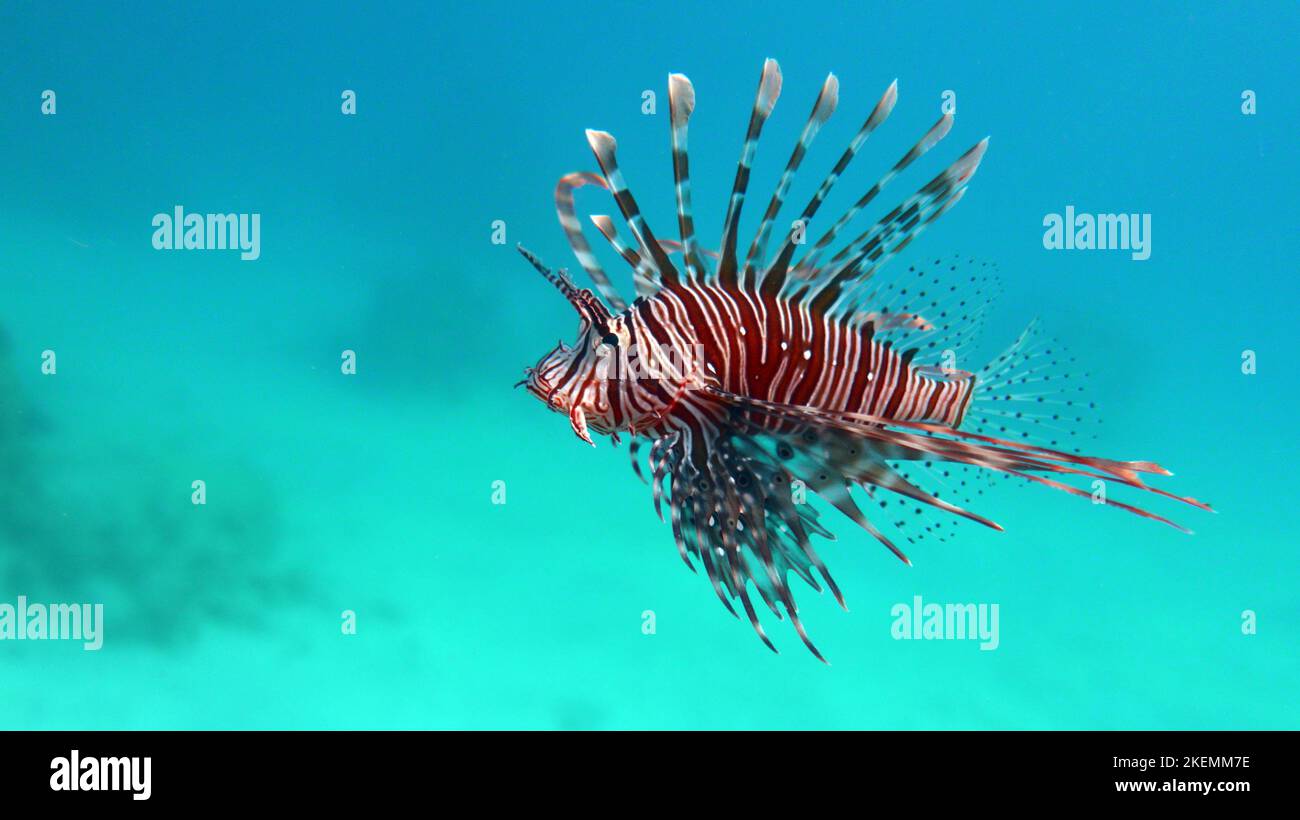 Lion Fish in the Red Sea in clear blue water hunting for food ...