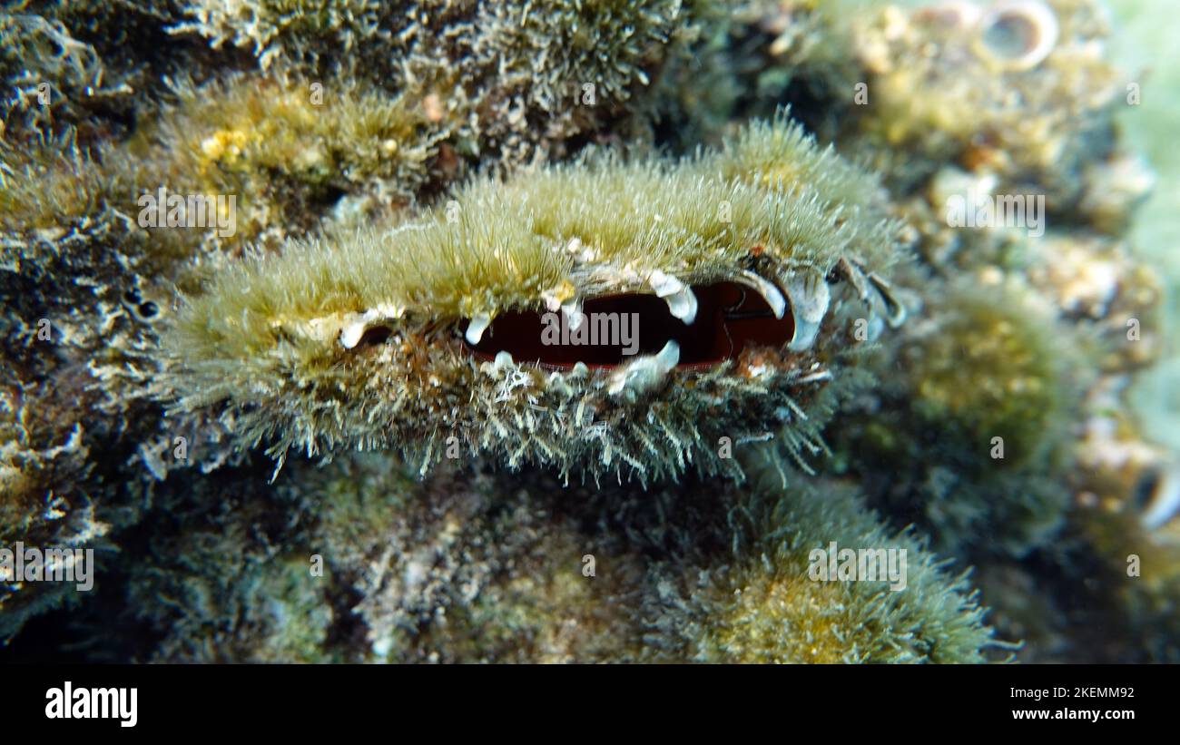 Colorful tropical fish on a coral reef, amazingly beautiful fairy world ...