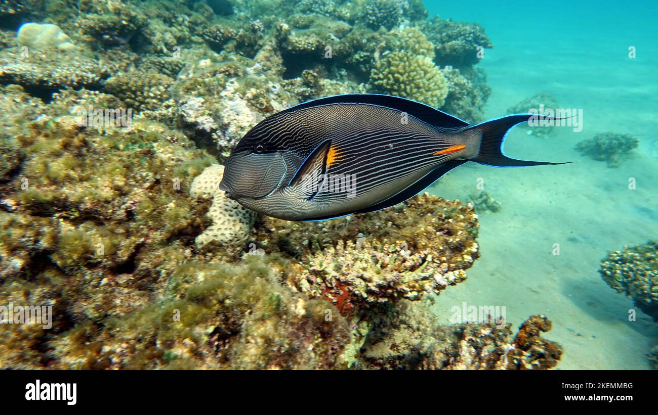 Bone surgeon hi-res stock photography and images - Alamy