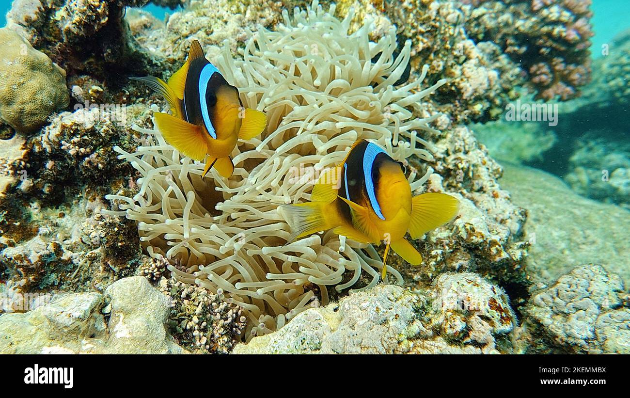 Clown fish amphiprion (Amphiprioninae). Red sea clown fish. Nemo Stock ...