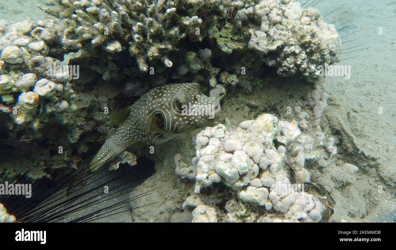 Arothron stellatus - Star puffer - This puffer (or arotron), one of the ...