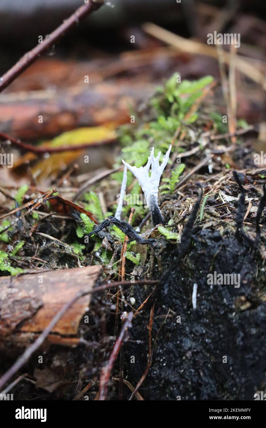 antler-shaped Wooden club with a beautiful Dewdrop Stock Photo - Alamy
