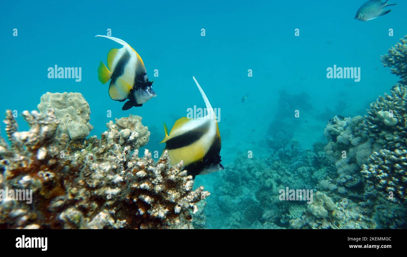 Beautiful fish on the reefs of the Red Sea. Beautiful, diverse and ...