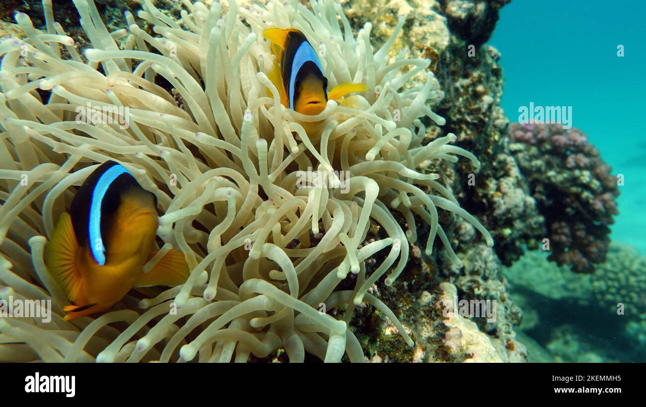 Clown fish amphiprion (Amphiprioninae). Red sea clown fish. Nemo Stock ...