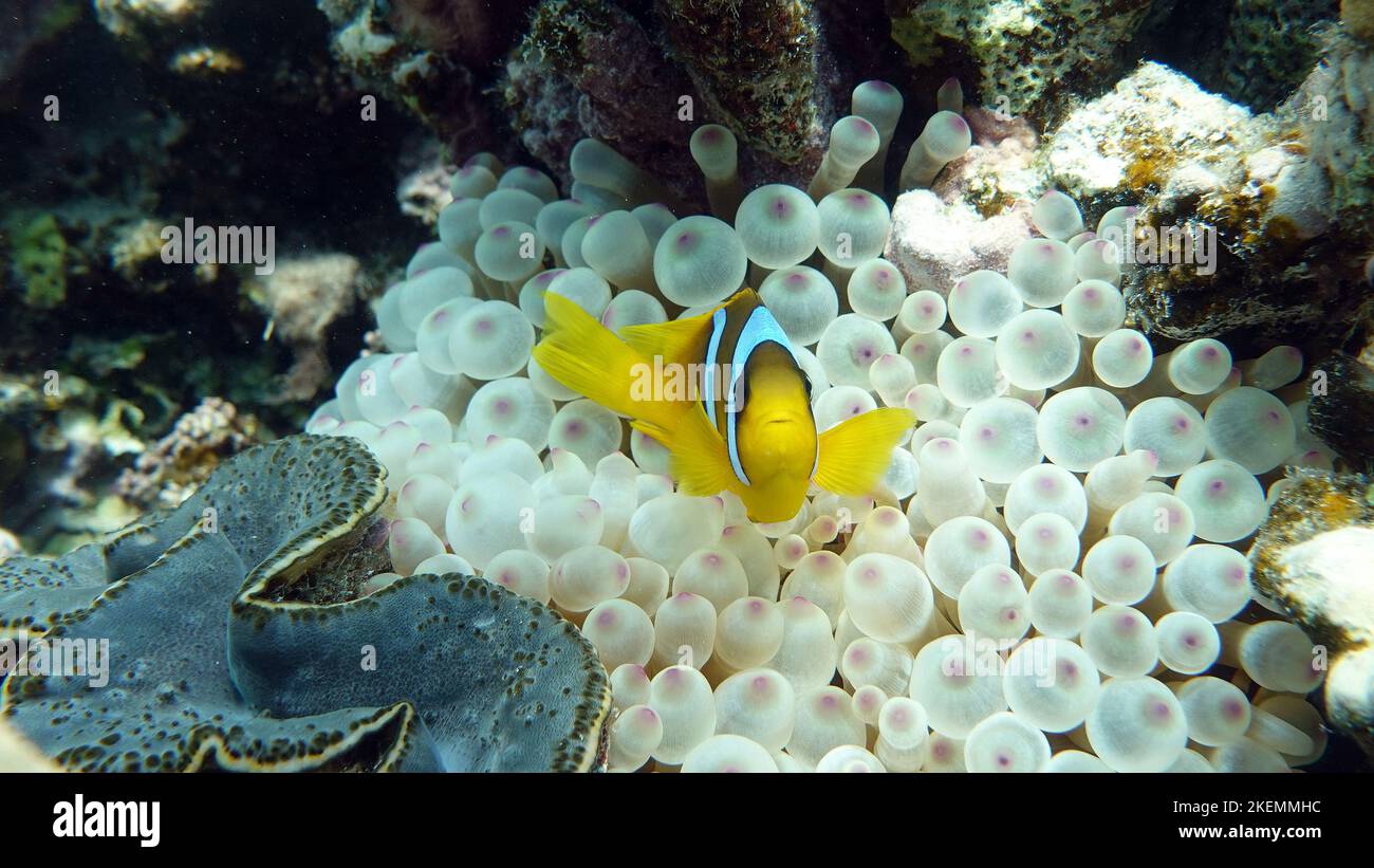 Clown fish amphiprion (Amphiprioninae). Red sea clown fish. Nemo Stock ...