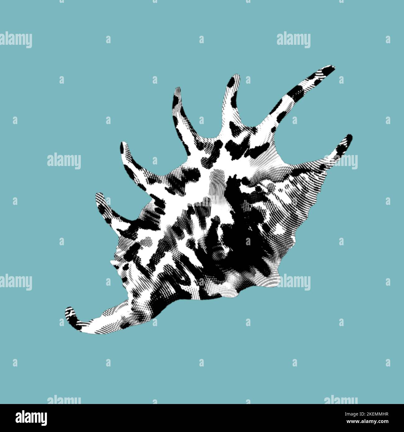 Graphic engraving of a seashell.Realistic shells illustration Stock ...