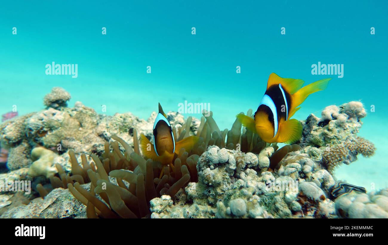 Clown fish amphiprion (Amphiprioninae). Red sea clown fish. Nemo Stock ...