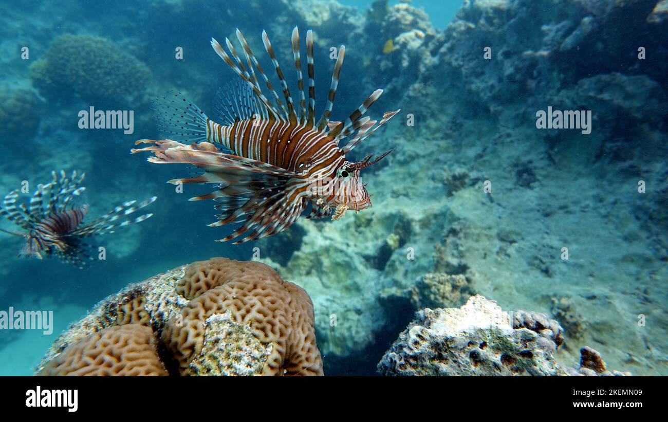 Lion Fish in the Red Sea in clear blue water hunting for food ...