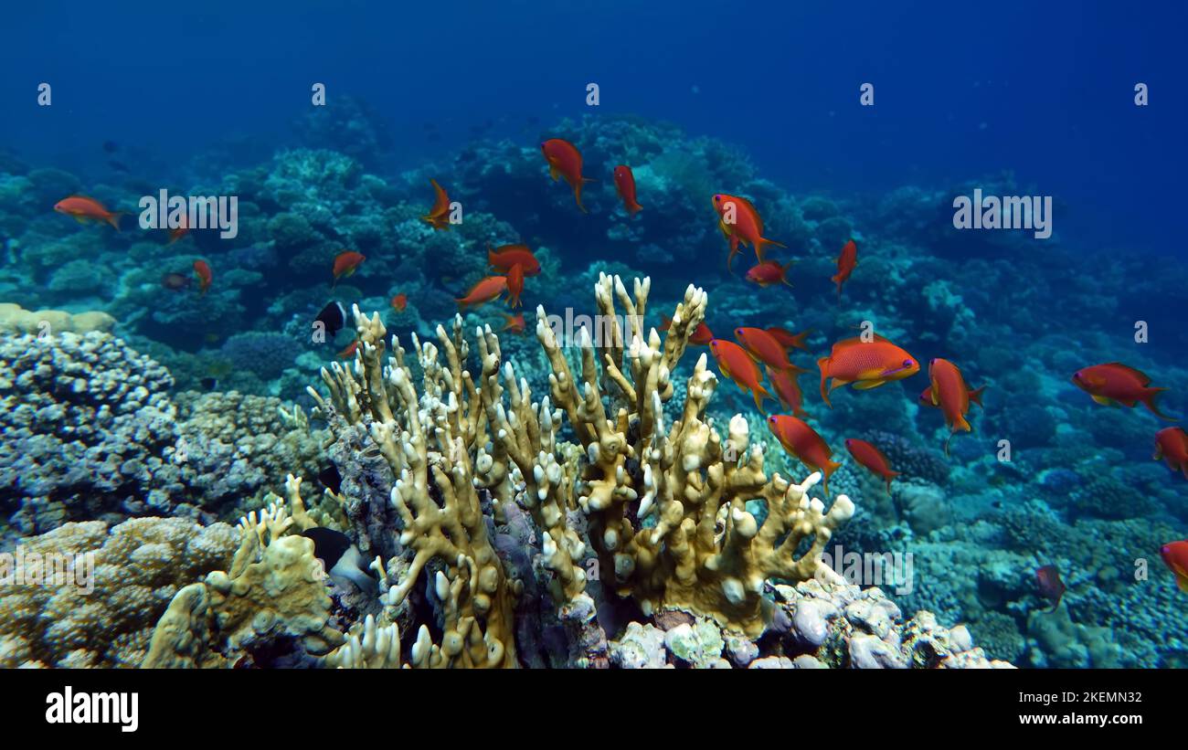 Fish - Sea Goldie. The most common antias in the Red Sea. Divers see ...