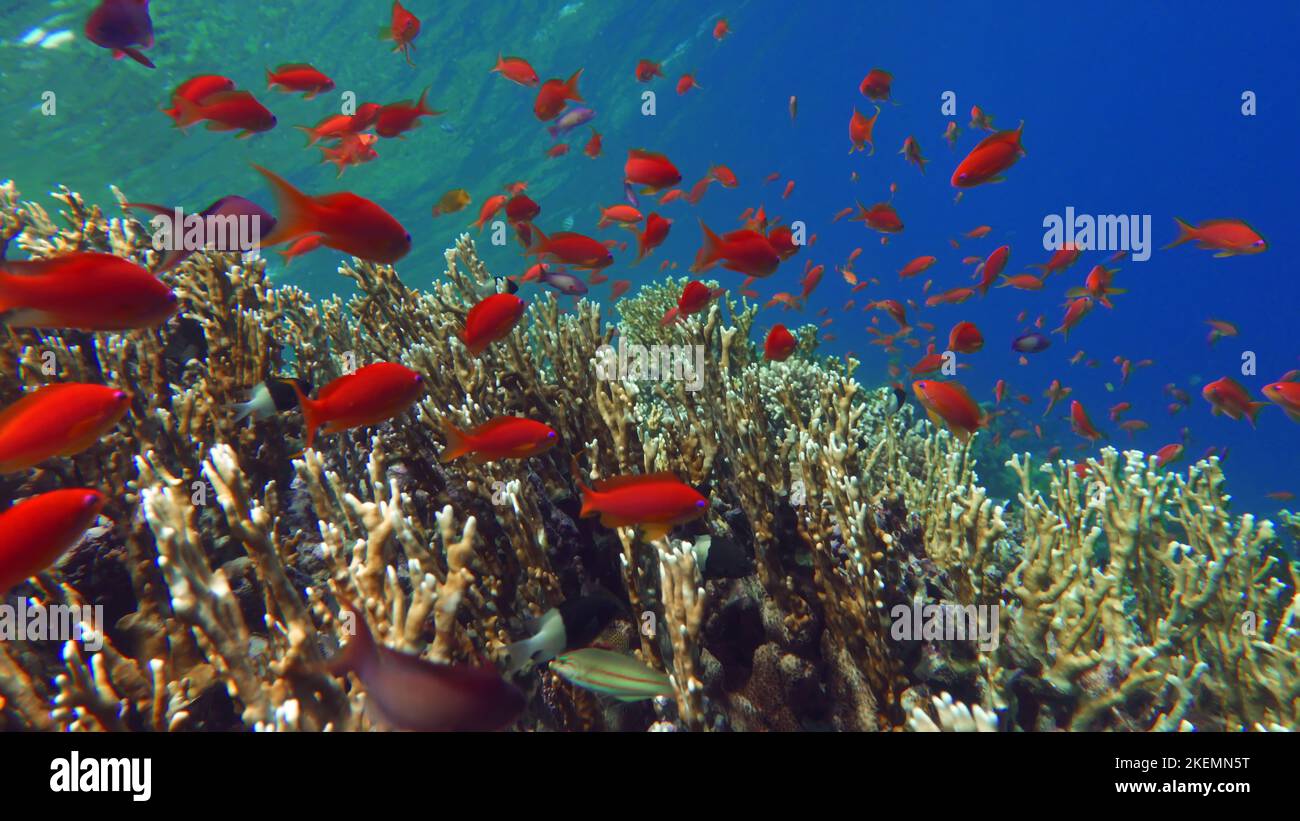 Fish - Sea Goldie. The most common antias in the Red Sea. Divers see ...