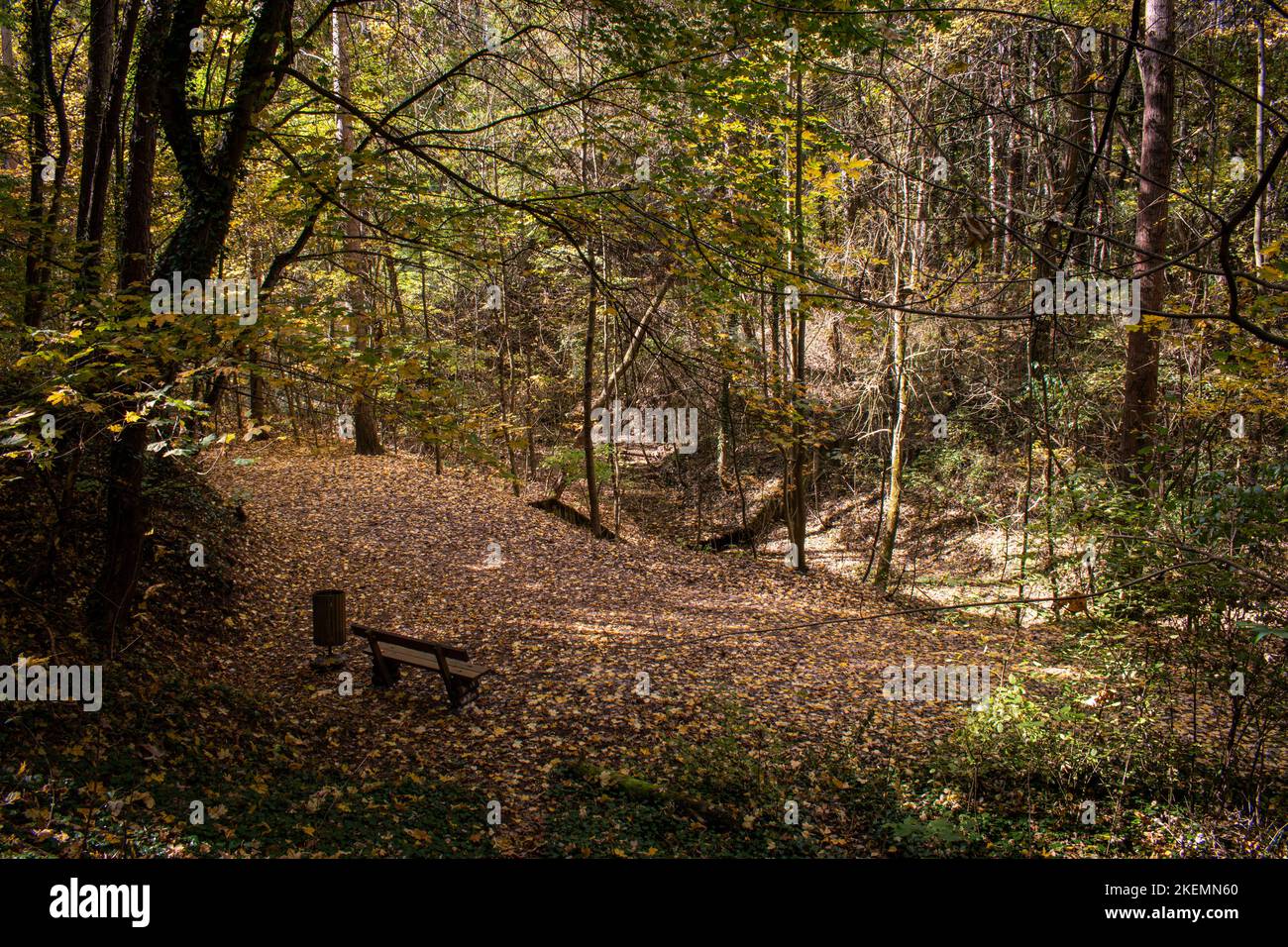 Resting place in the forest Stock Photo - Alamy