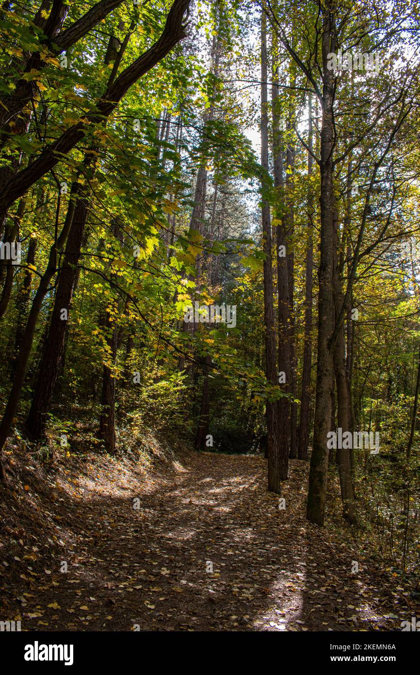 Pathway in the forest Stock Photo - Alamy
