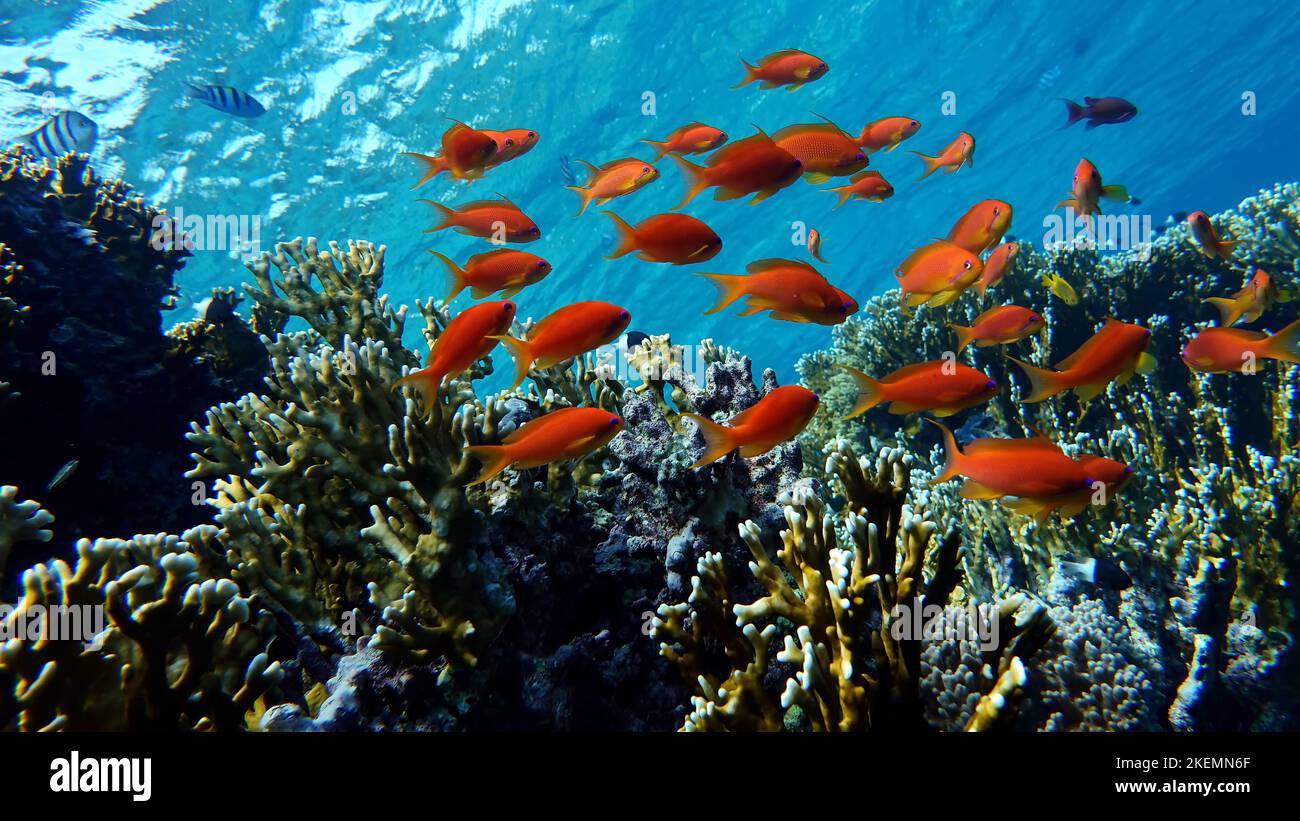 Fish - Sea Goldie. The most common antias in the Red Sea. Divers see ...