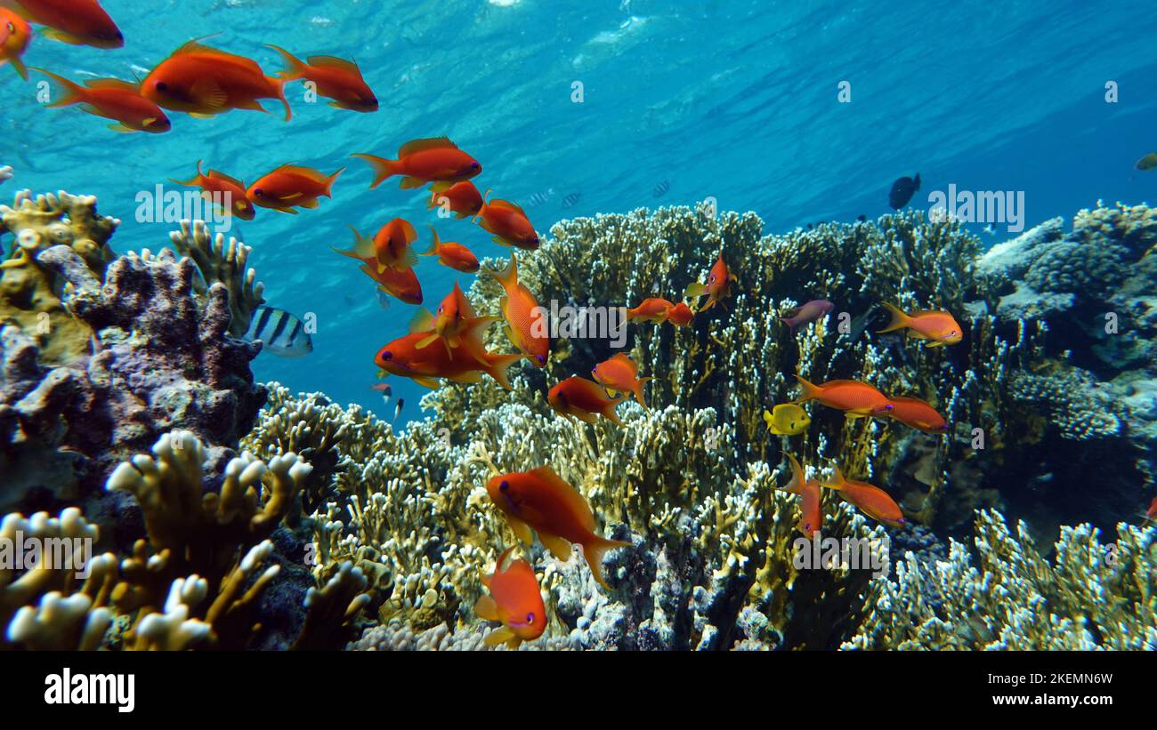 Fish - Sea Goldie. The most common antias in the Red Sea. Divers see ...