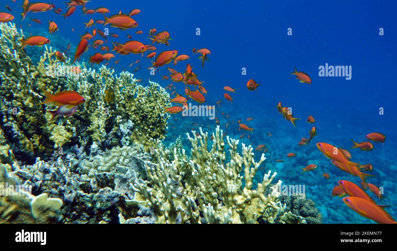 Fish - Sea Goldie. The most common antias in the Red Sea. Divers see ...