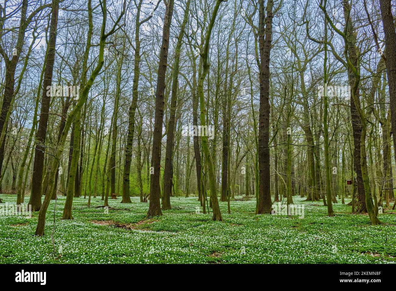 Lasker auenwald hi-res stock photography and images - Alamy