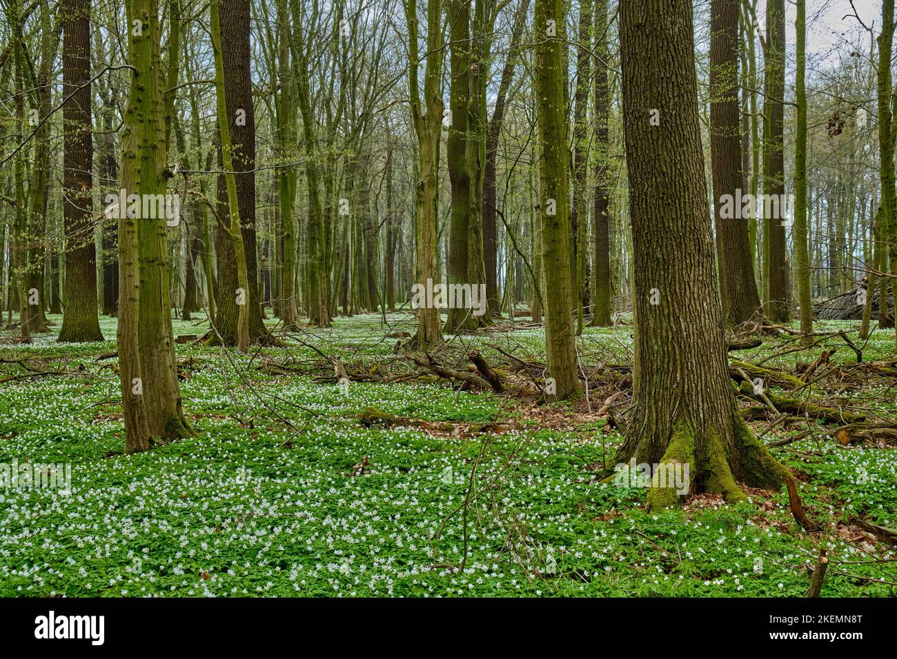 The Laske Alluvial Forest (Lasker Auenwald) nature reserve in the ...