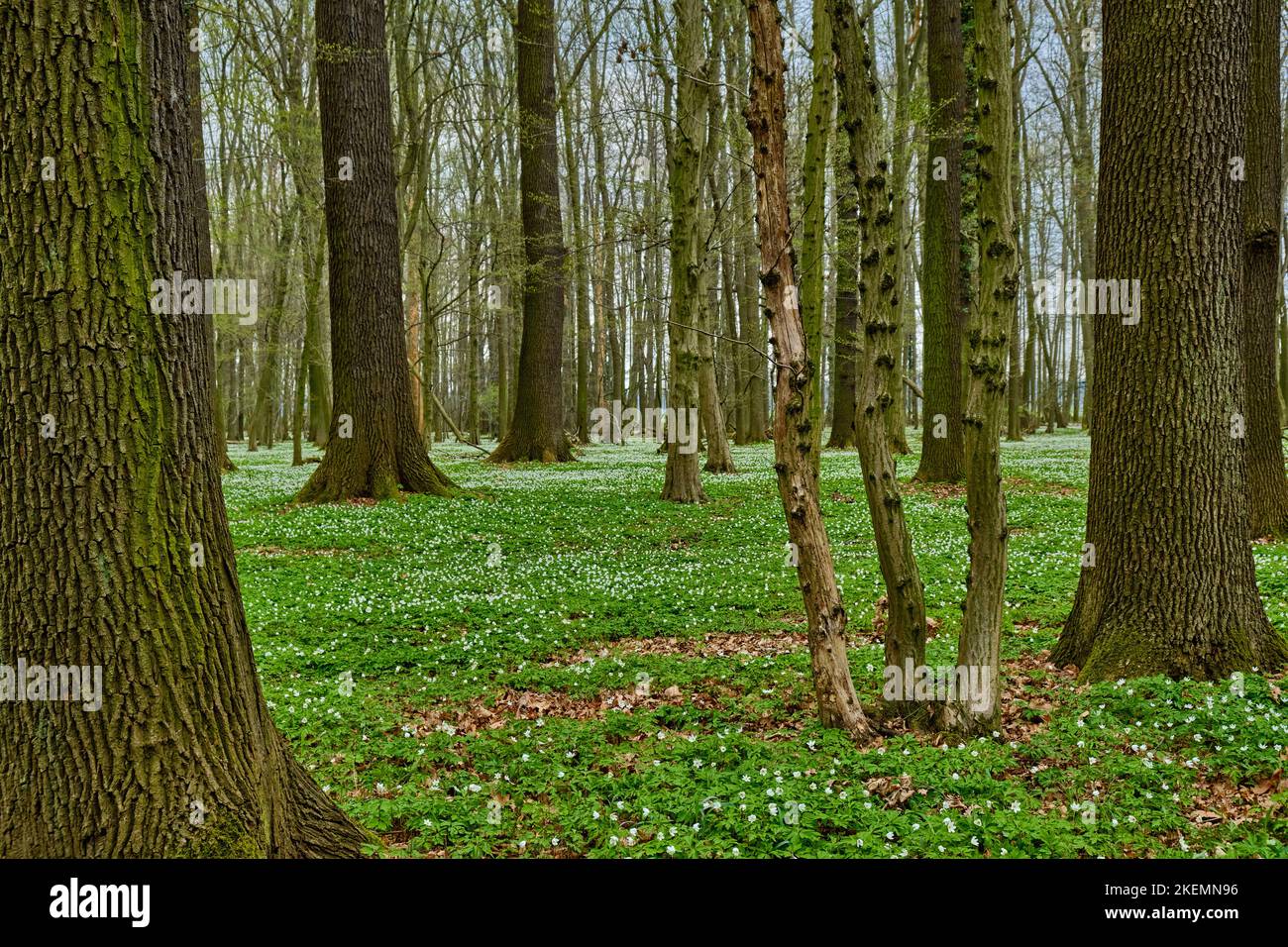 The Laske Alluvial Forest (Lasker Auenwald) nature reserve in the ...