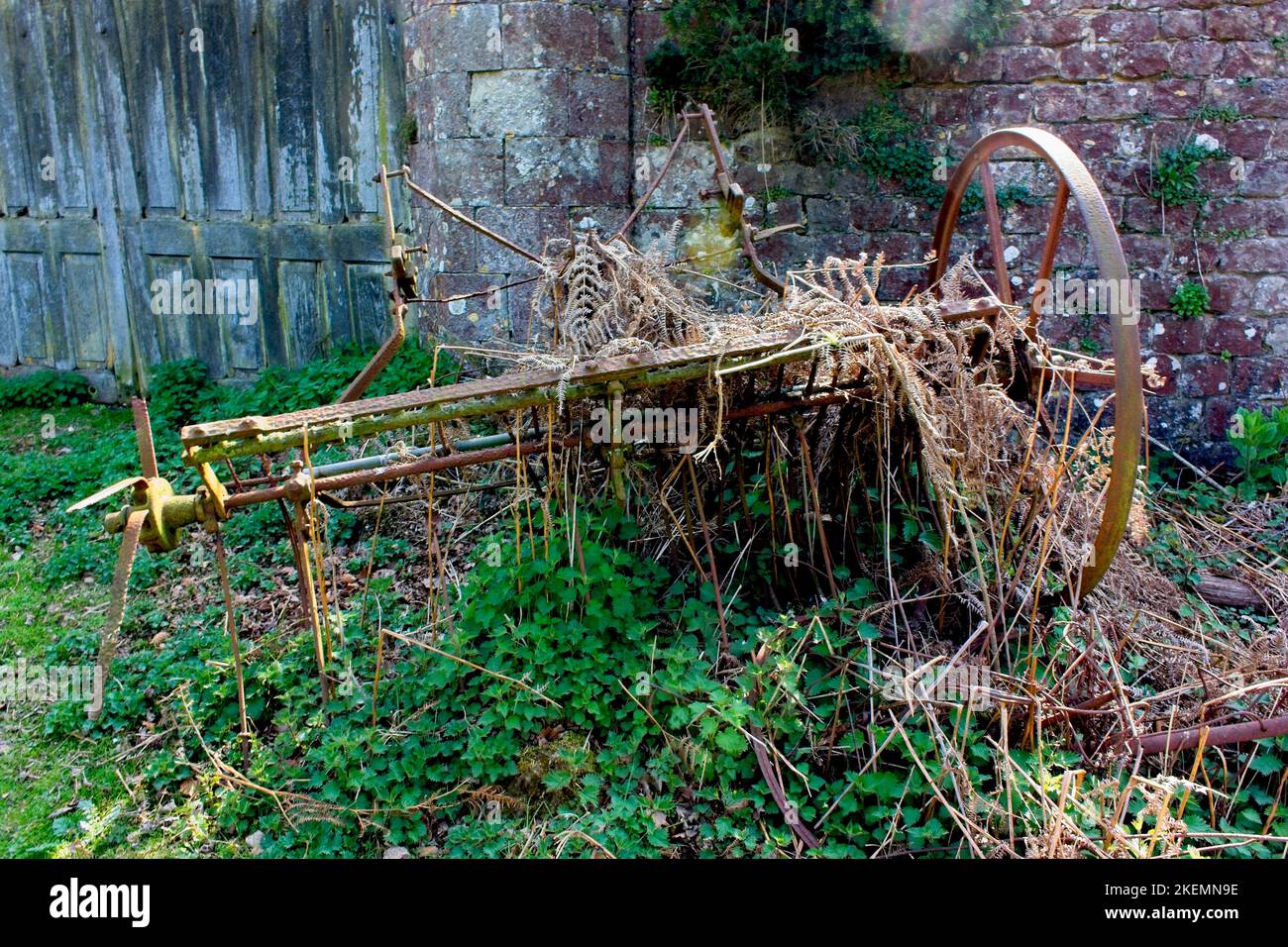 n old Manual harvesting farm tool covered in foliag Stock Photo - Alamy