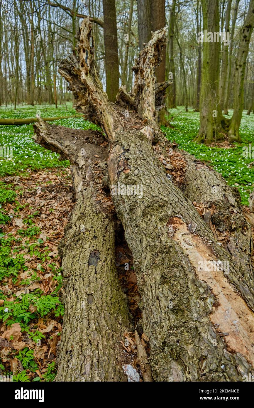 The Laske Alluvial Forest (Lasker Auenwald) nature reserve in the ...