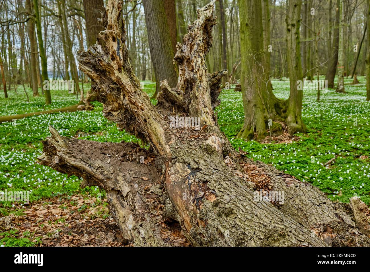 Laske alluvial forest hi-res stock photography and images - Alamy